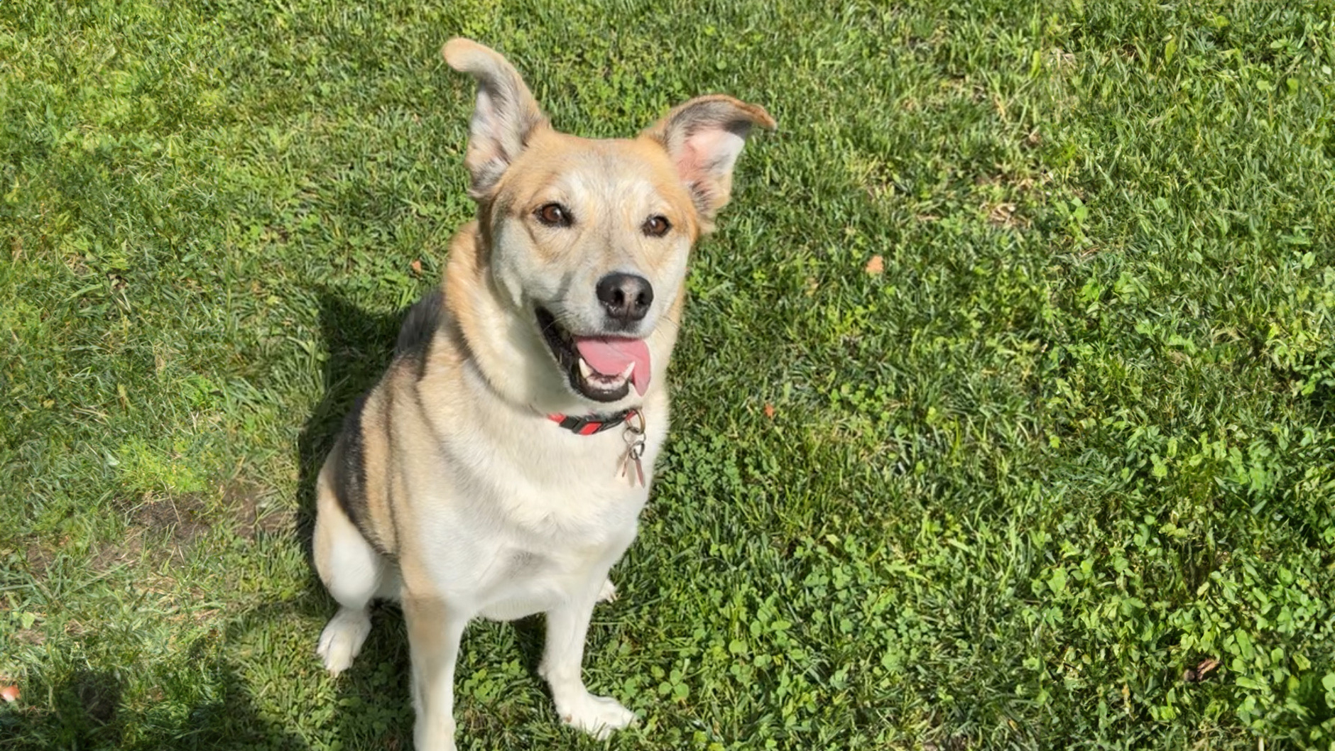 The Ins and Outs of Pet Insurance - COMO Magazine